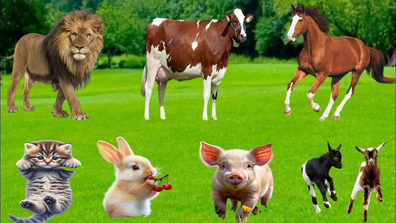 Adorable Farm Animals | Cow, Rabbit, Duck, Goat, Chick, Elephant ...