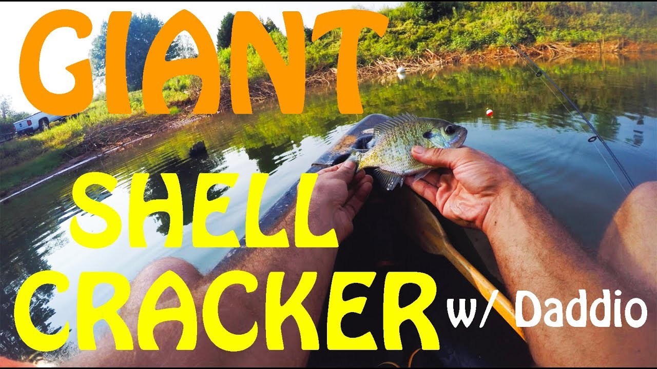 Fishing w/ Daddio - GIANT SHELL CRACKER BRIM! - SECRET Farm Pond Finds ...