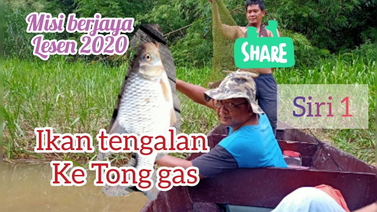 ikan tengalan dikepala jeram bapoknya besar - YouTube