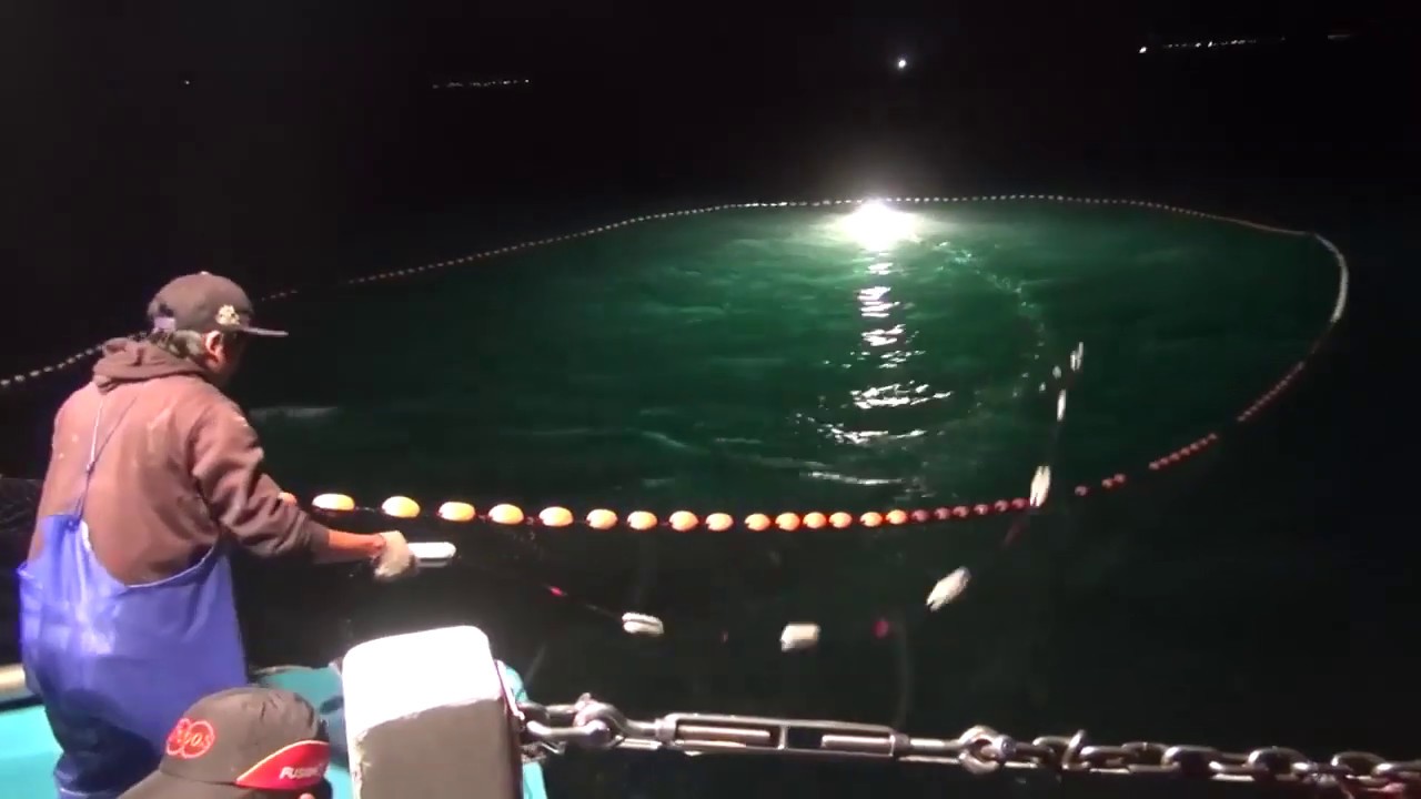 Cara Orang Jepang Menangkap Ikan DiLaut || Hasilnya Parahmen - YouTube