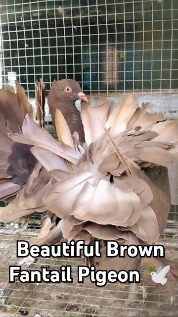Meet beautiful Brown Fantail Pigeon 🕊️ @RonginDana-RD #FantailPigeon # ...