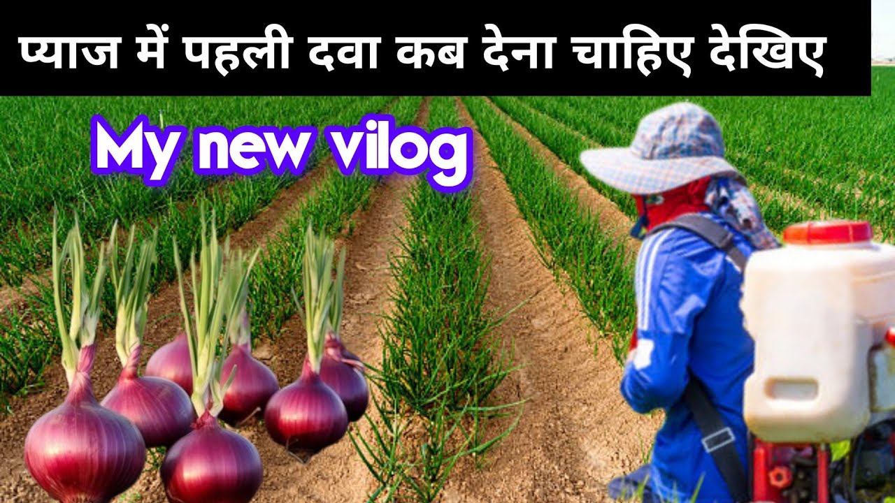Onion me Frist weed killer ka spray "onion farming video my new video ...