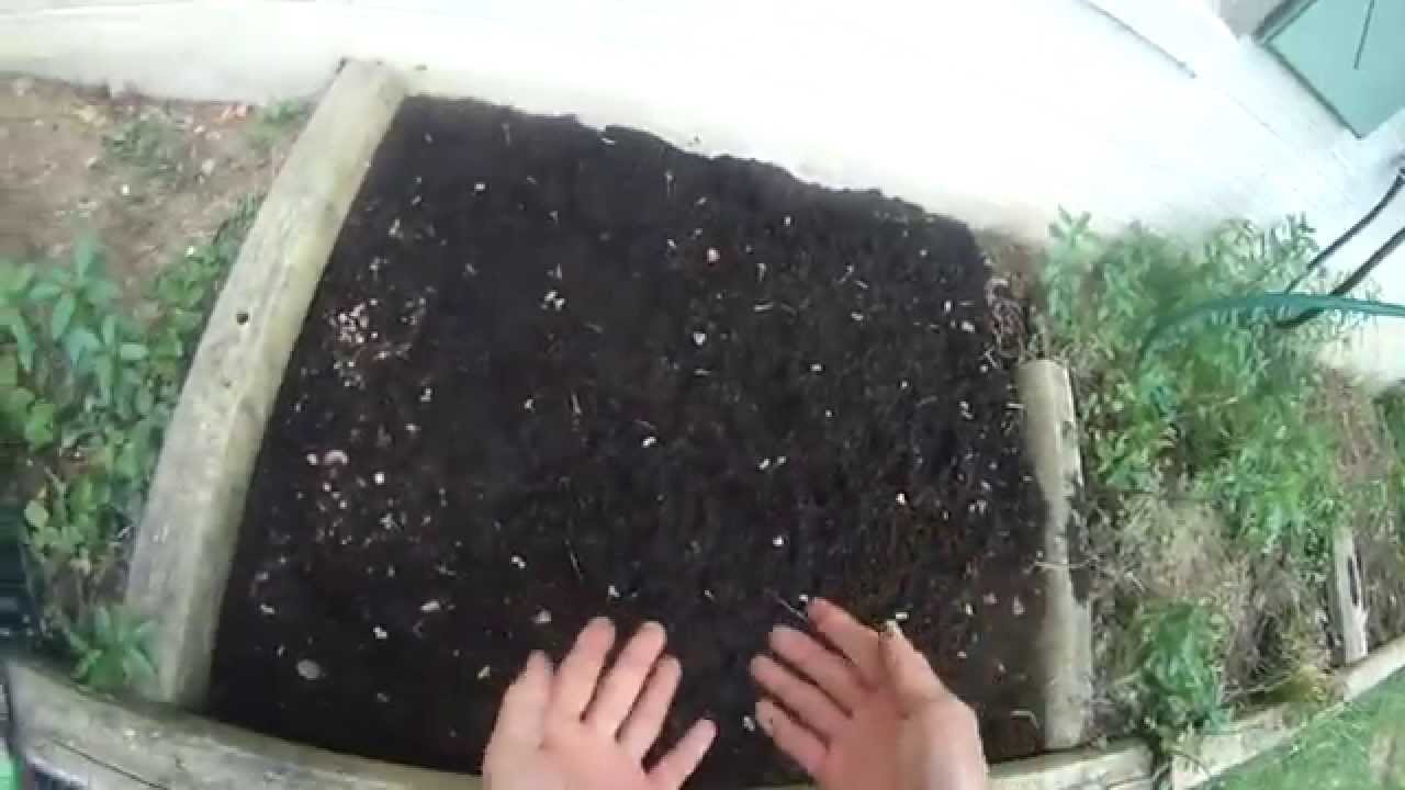 chinese basil planting outdoor from indoor container - YouTube