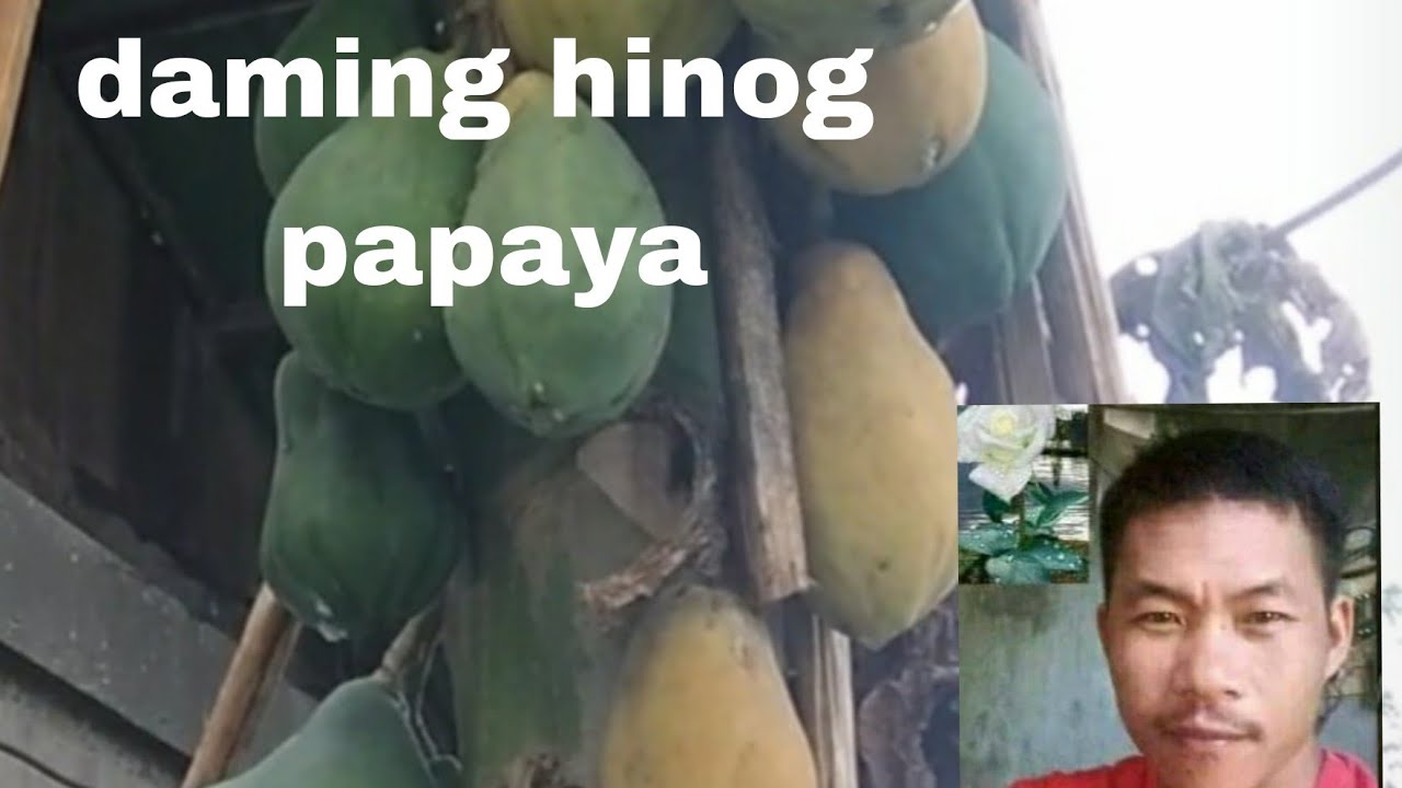papaya maraming hinog - YouTube