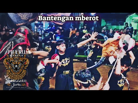 Pagar Sampai Jebol,Kalapan Bantengan PUTRO MAHESO MANGGOLO JATI [PMMJ] Live Krajan Pucangsongo Pakis