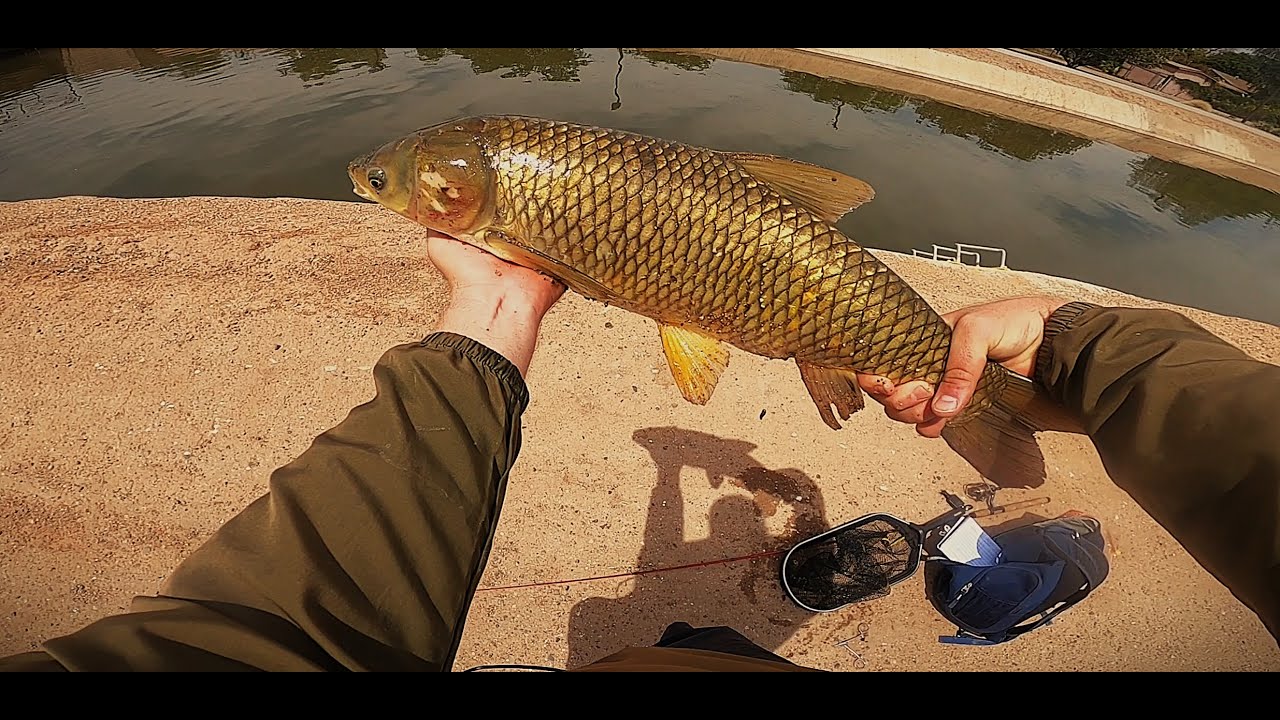 AZ Carp Fishing- Here's how I catch MASSIVE CARP!! - YouTube