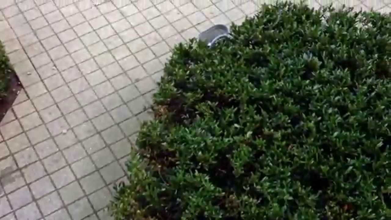 Lucas kaster én dåse ud af vinduet 2! - YouTube