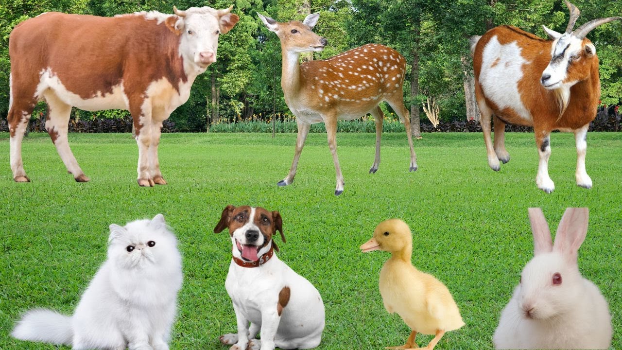 Happy Farm Animals: Sheep, Horse, Goat, Duck, Pig, Cow, Chicken ...