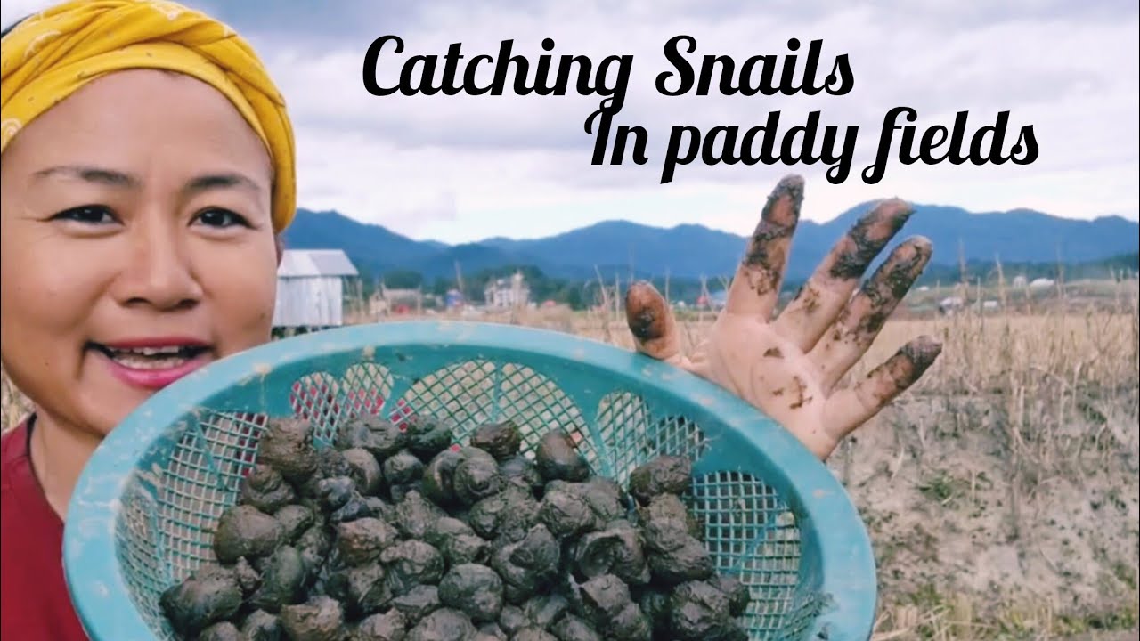 Catching Snails in paddy fields/ghonga pakadna /Arunachal pradesh - YouTube