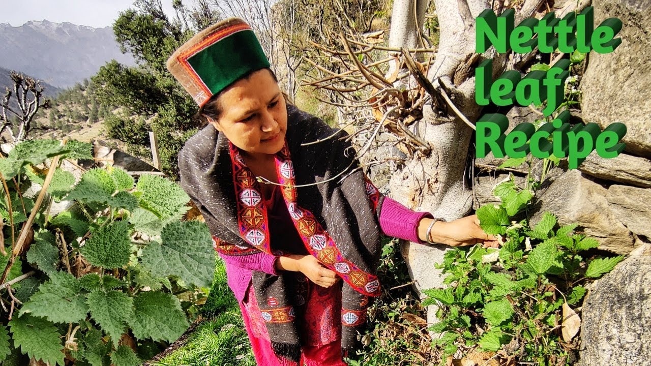 ||Nettle Leaf(Bichhu Butti) Recipe In Kinnaur HP|| - YouTube