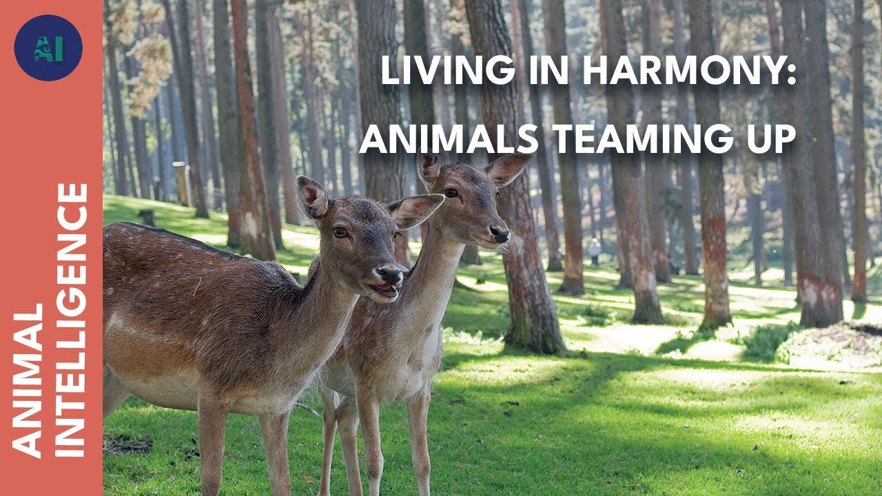 Interspecies cooperation: when animals help each other | AI - YouTube