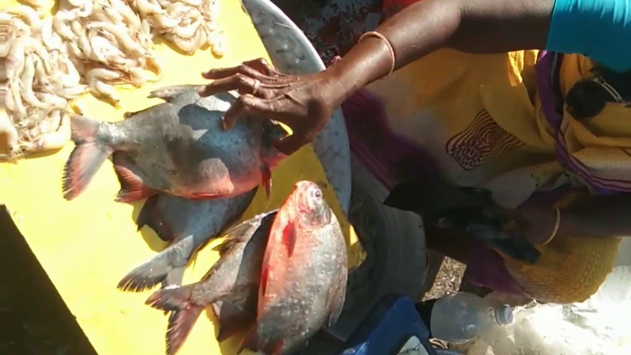 Visit to Kasimedu fish market - YouTube