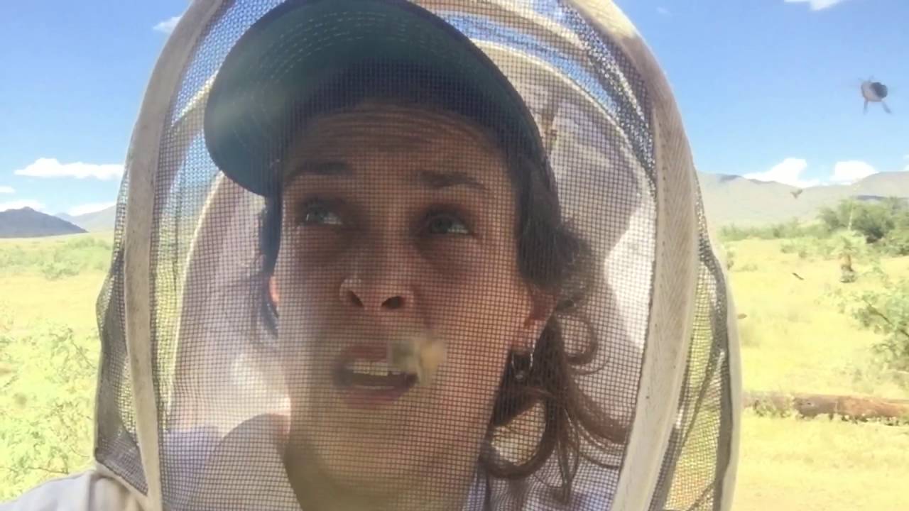 Historic Attic Bees - YouTube