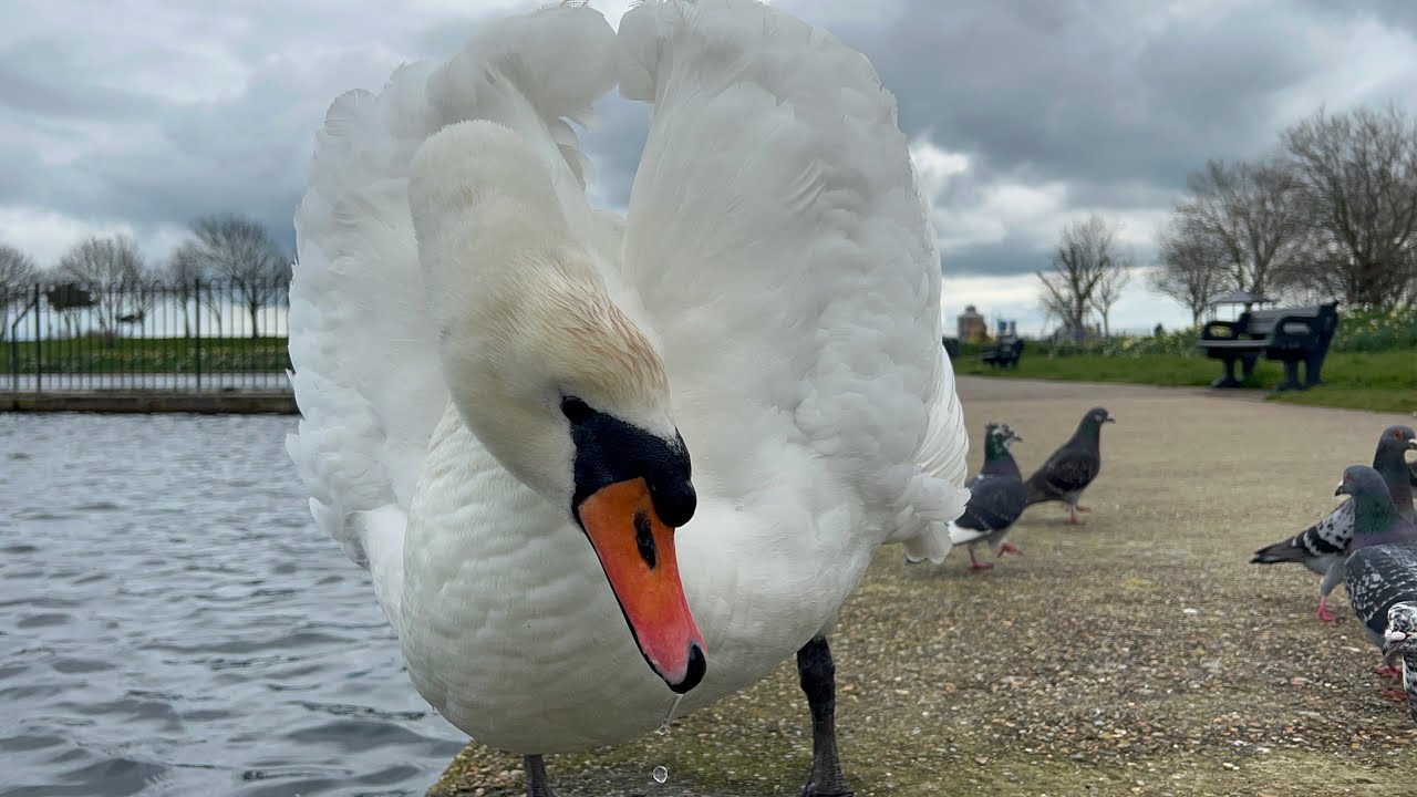 Old Video Of Mute Swan Pen (Ellie) Feeds On Bird Seed! - YouTube