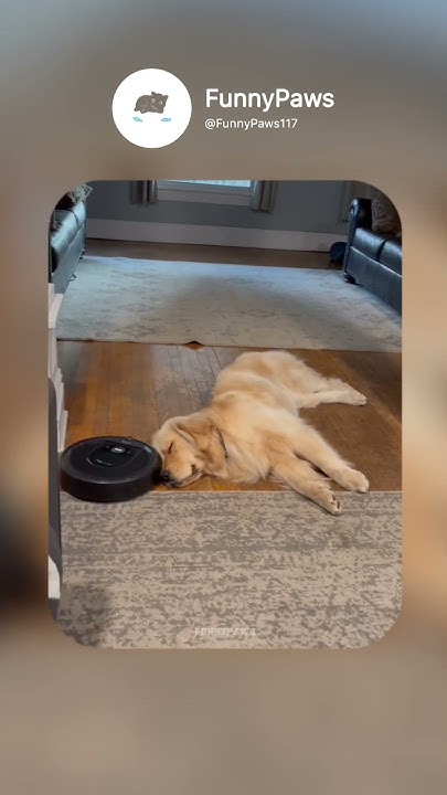 Talking pets😄Funny Cats And Dogs videos V7 - YouTube