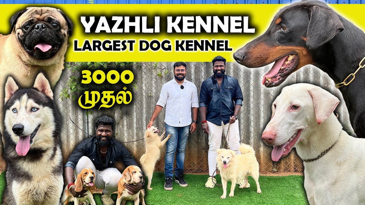ரூ 3000 முதல் Largest Dog Kennel | Yazhli Kennel Coimbatore | Puppies ...