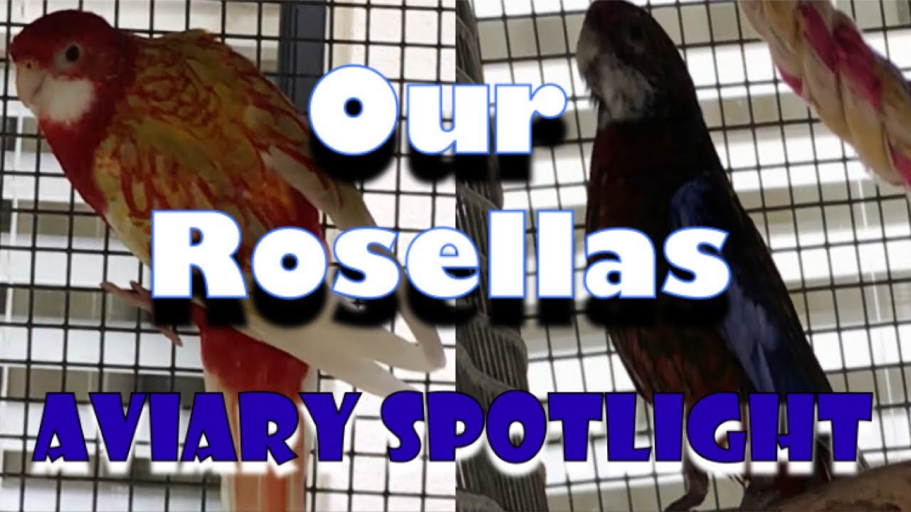 Aviary Spotlight - Our Breeding Rosellas - YouTube