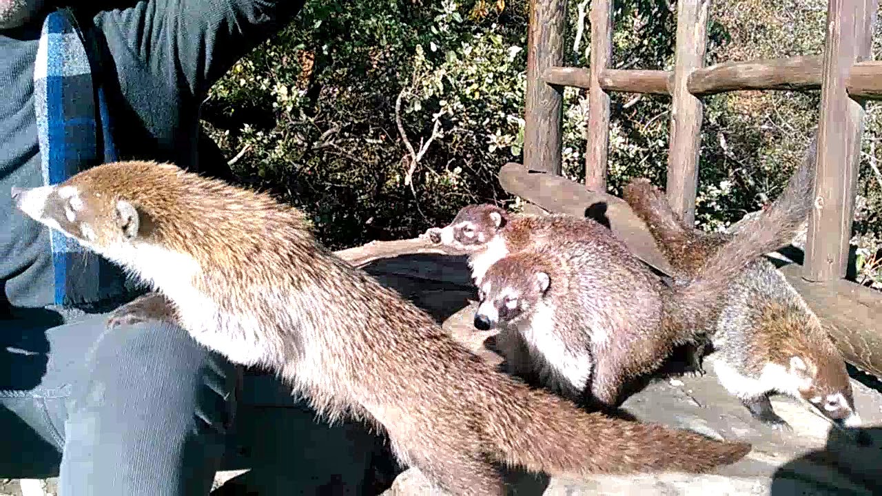 Chipinque, Jugando con los Coatis en el Mirador la Peñita - YouTube