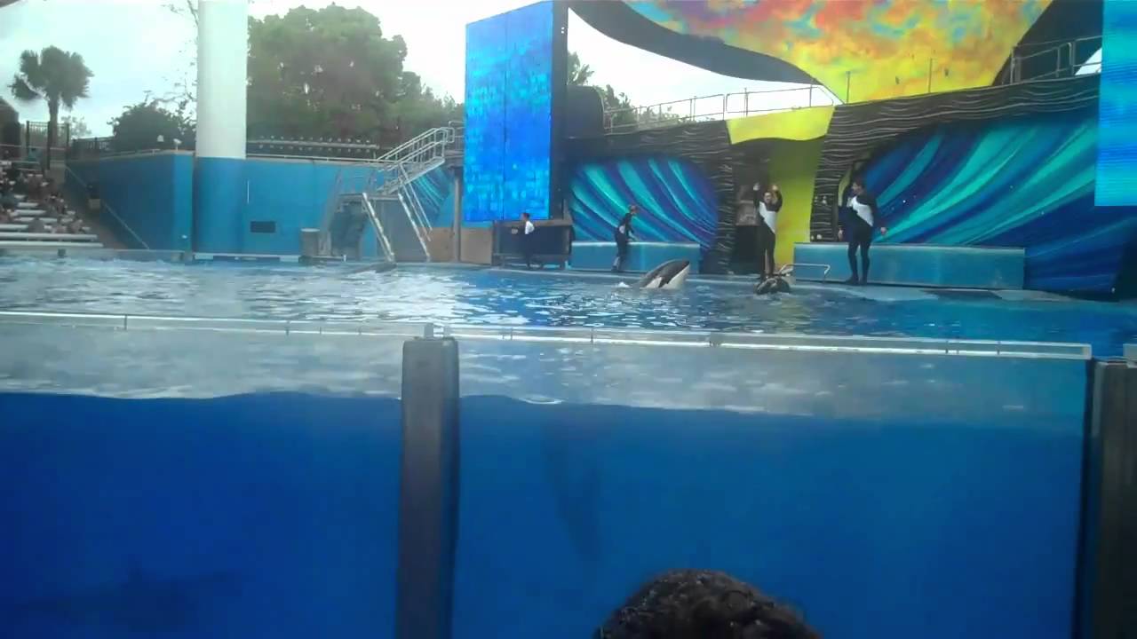 Splash Zone at Shamu Show Sea World Orlando - YouTube