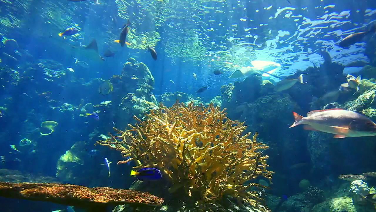 Les. Petit. Poisson. Dans l'eau. Nage. Nage. Nage - YouTube