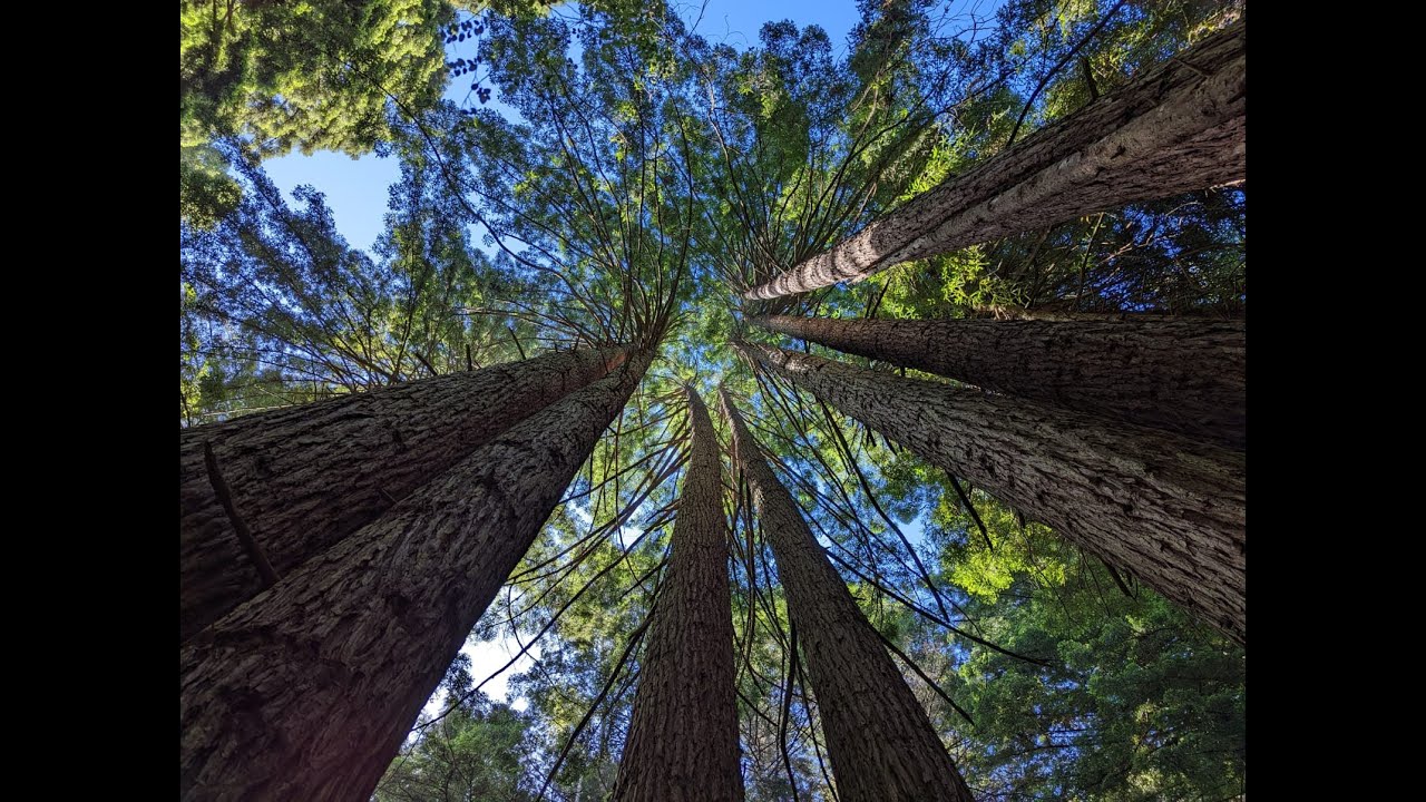 Mary Oliver Sleeping In The Forest - YouTube
