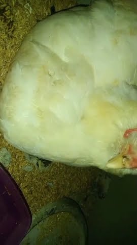 #newlife #hatchling #hen #chicken #farm #lyfefarms #visitsrilanka # ...