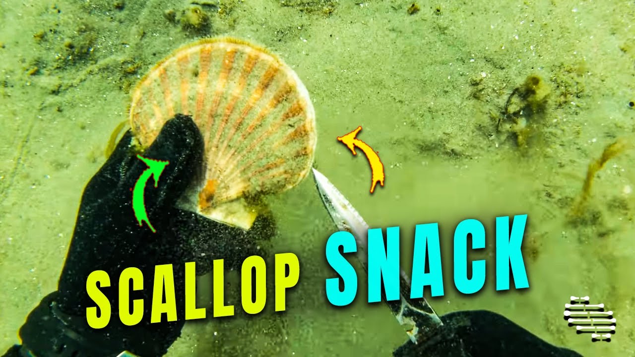 Diver Eating Two Scallops While Freediving - YouTube
