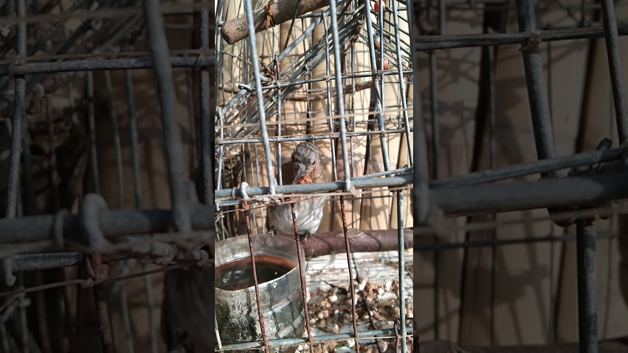 Pulangga 9 years Pangati - YouTube