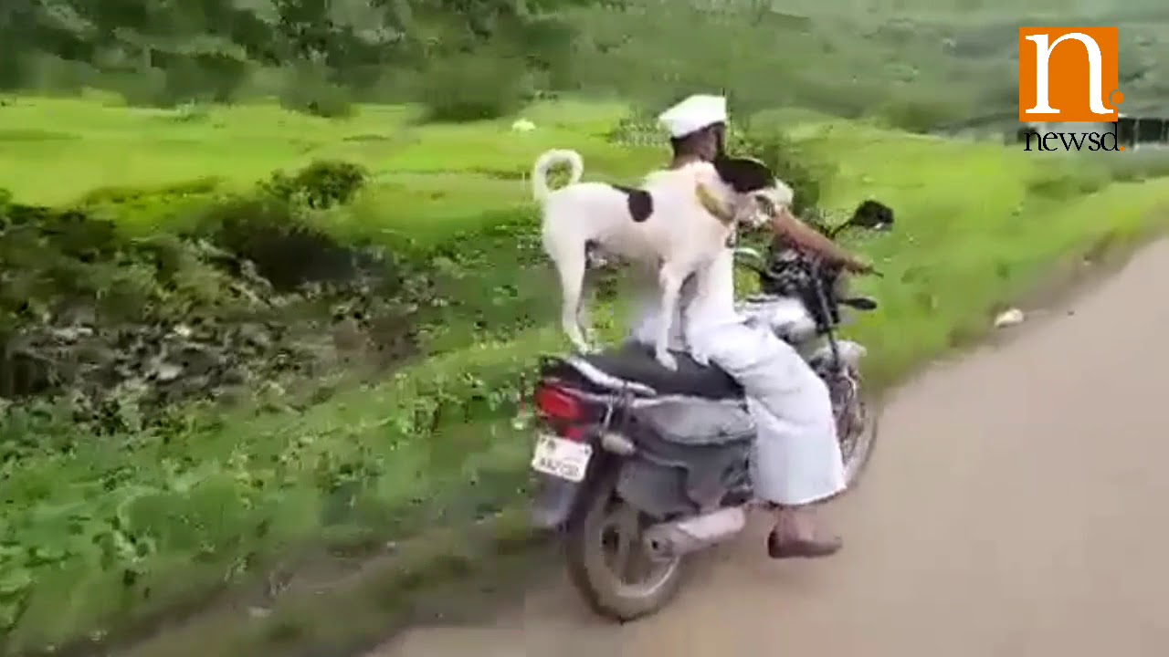Have you ever seen a dog riding pillion? - YouTube