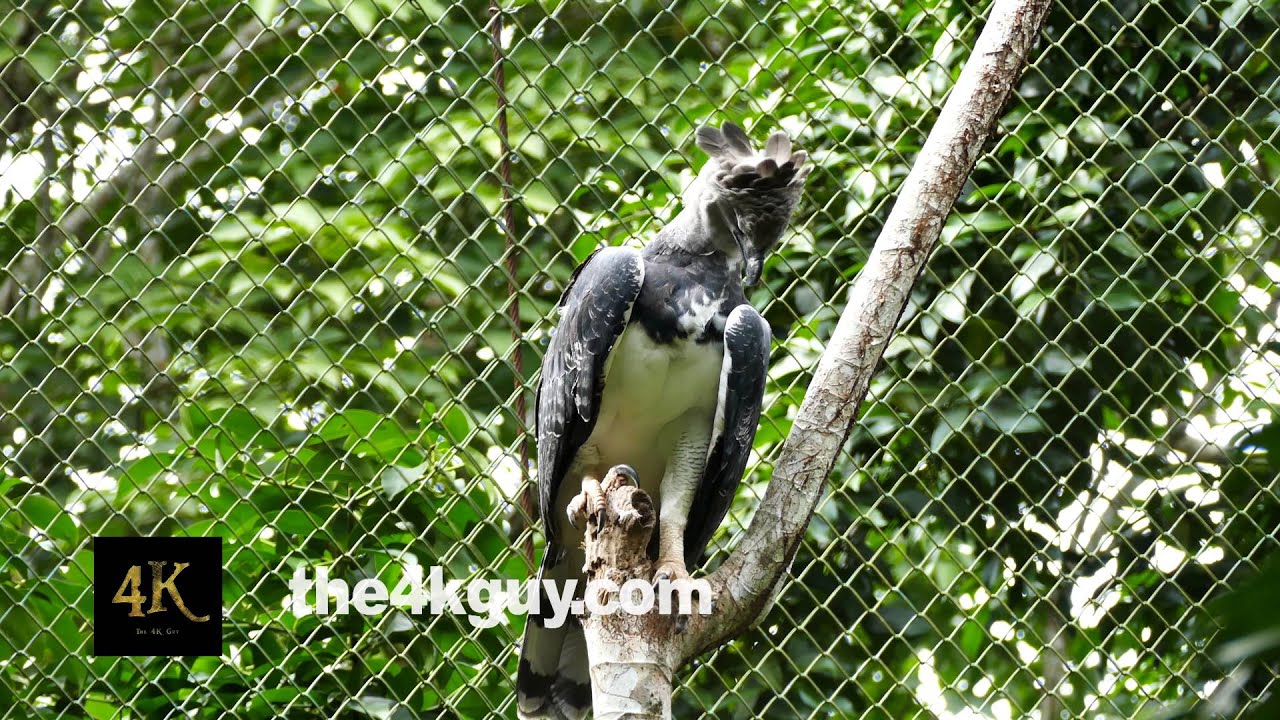 4K UHD - Harpy Eagle (Harpia harpyja) grooming wings and legs while ...