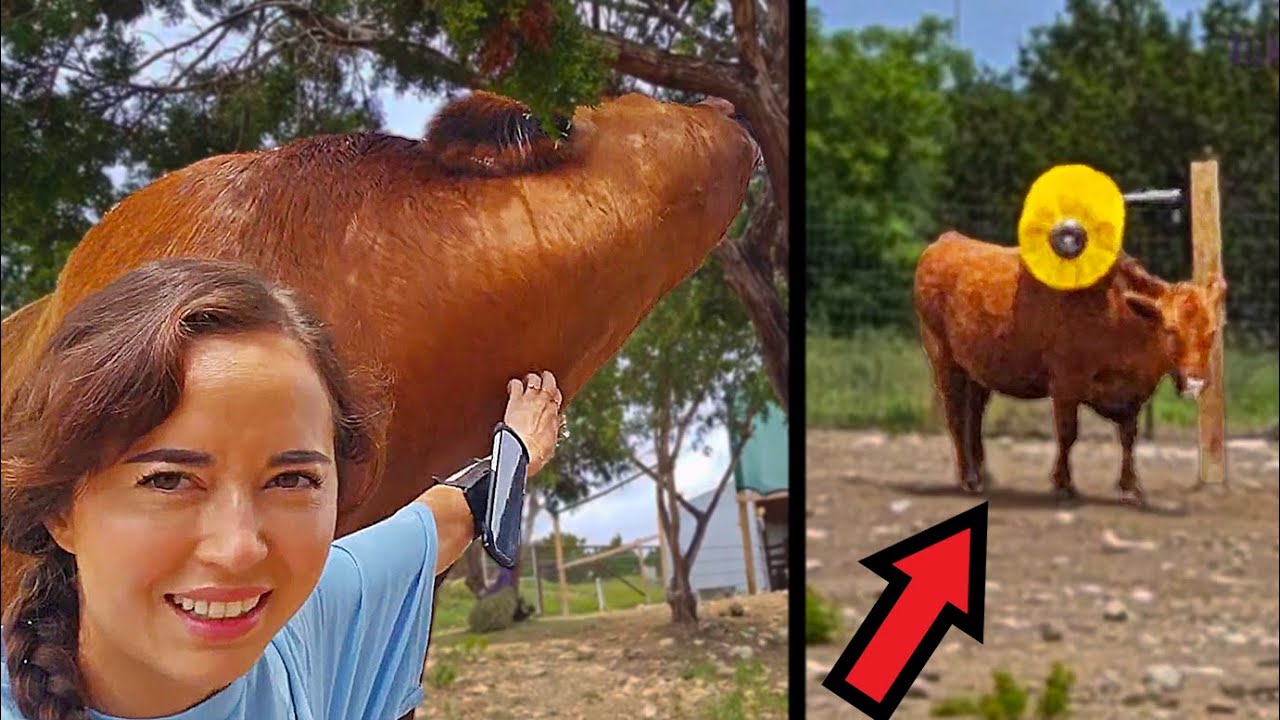 Maya gets some RARE angles and Winnie scratches at Alveus - YouTube