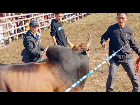 nyuj sib nraus nyob zos phoxay 5/1/2025 - YouTube