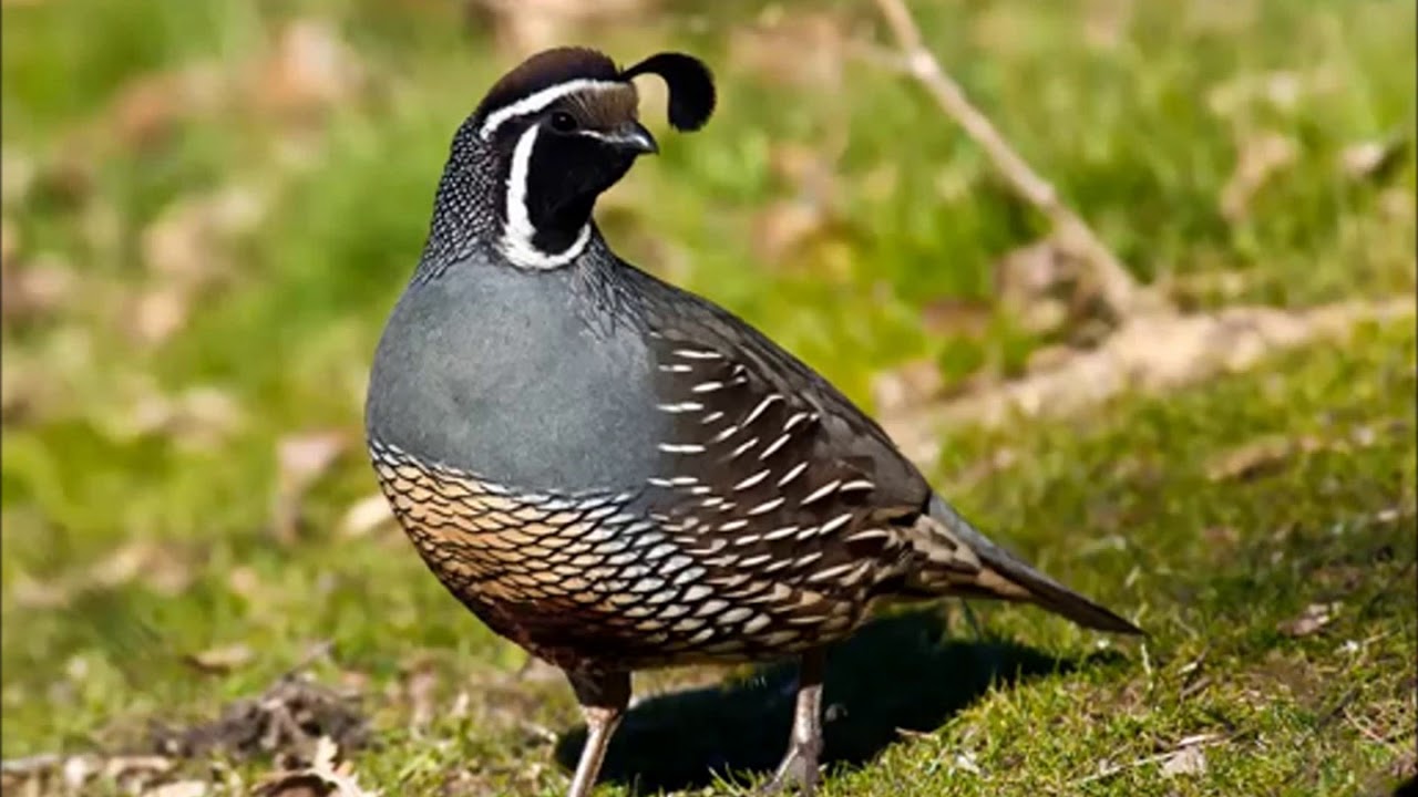 codorniz chilena - YouTube