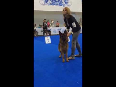 WDS-2016 - Zavist Bogov Pandora