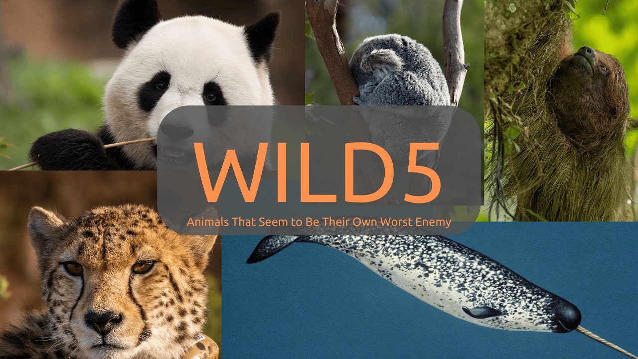WILD5. Top 5 Wild Animals That Seem to Be Their Own Worst Enemy - YouTube