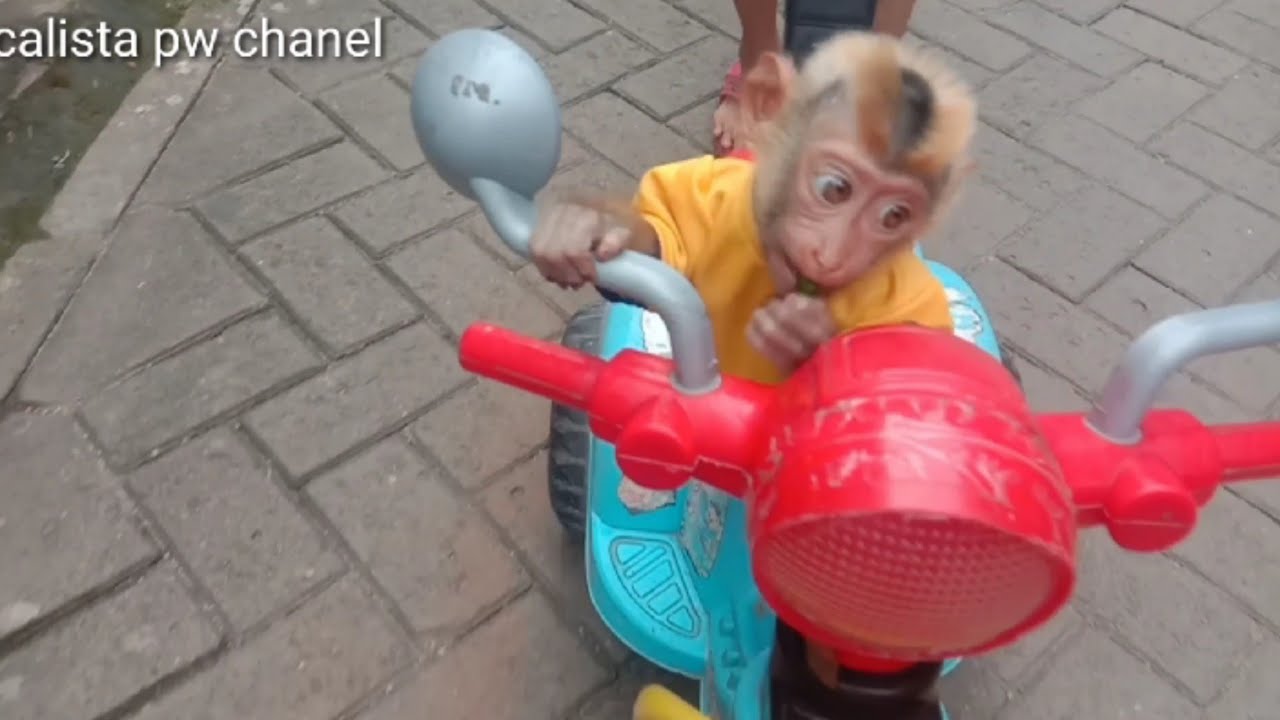 ayo naik sepeda monyet pintar... - YouTube