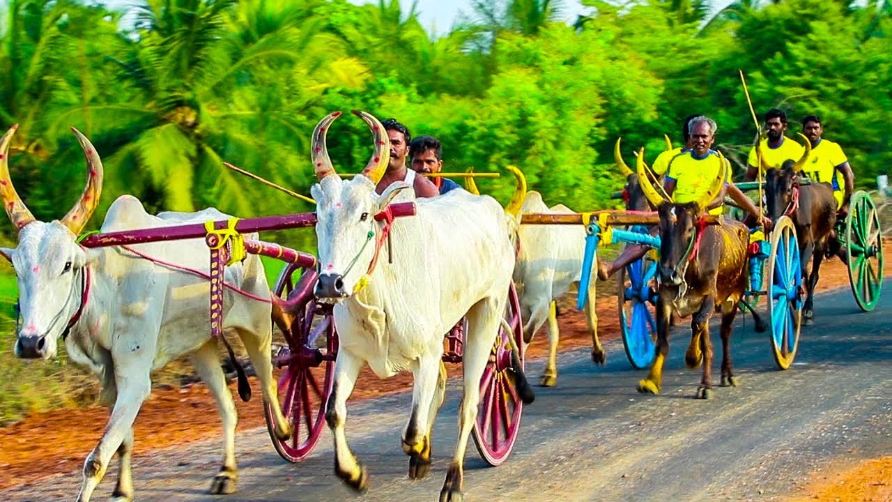 Ramasamypuram pudhur periya mattu vandi panthayam reckla race ...