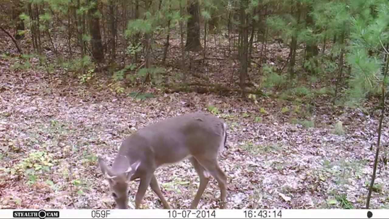 Wisconsin Whitetails on Trail Camera - October 2014 Compilation - YouTube