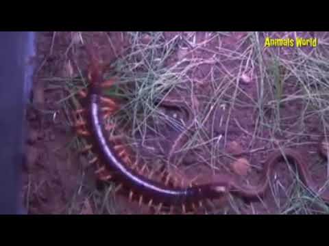 Fight between snake and Centipede - YouTube