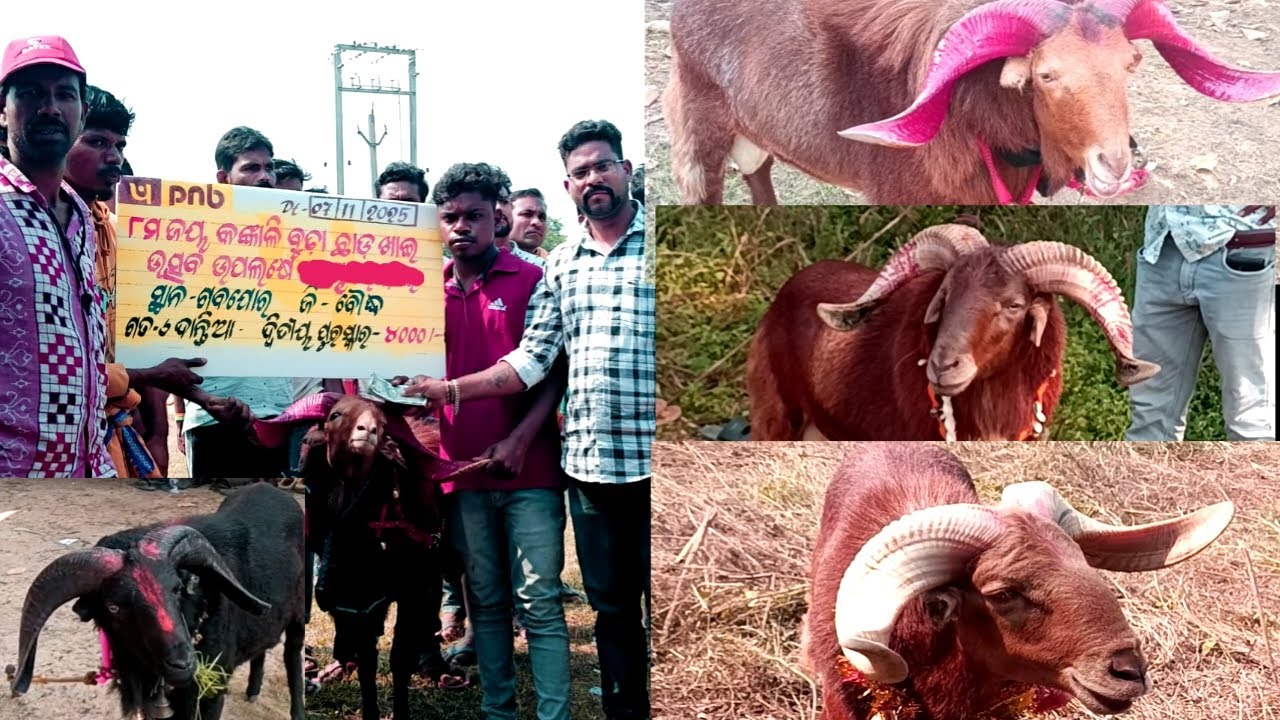 B😈💫😱ଗବଯୋର boudh ODISHA # show quality sheep new 6 teeth and 8 teeth ...