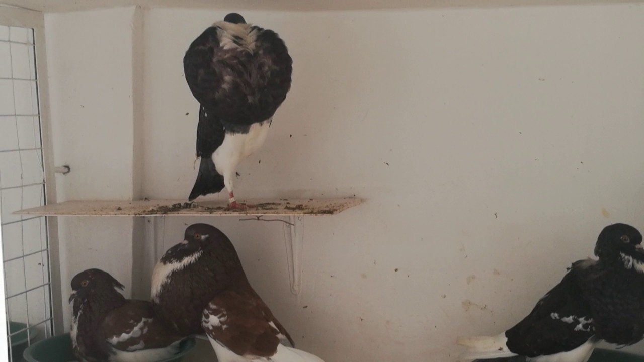 Pomeranian pouter & Norwich cropper(1) - YouTube