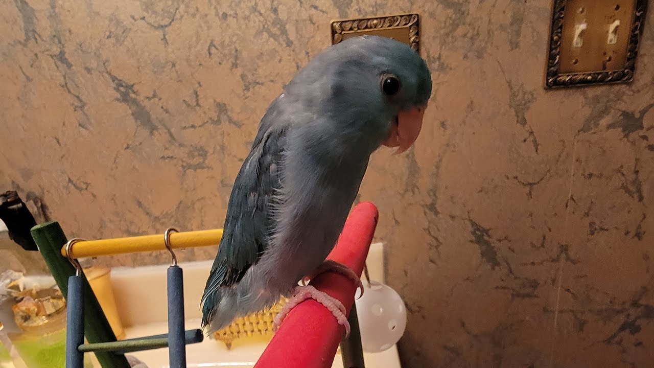 by Fly Babies Aviary - YouTube