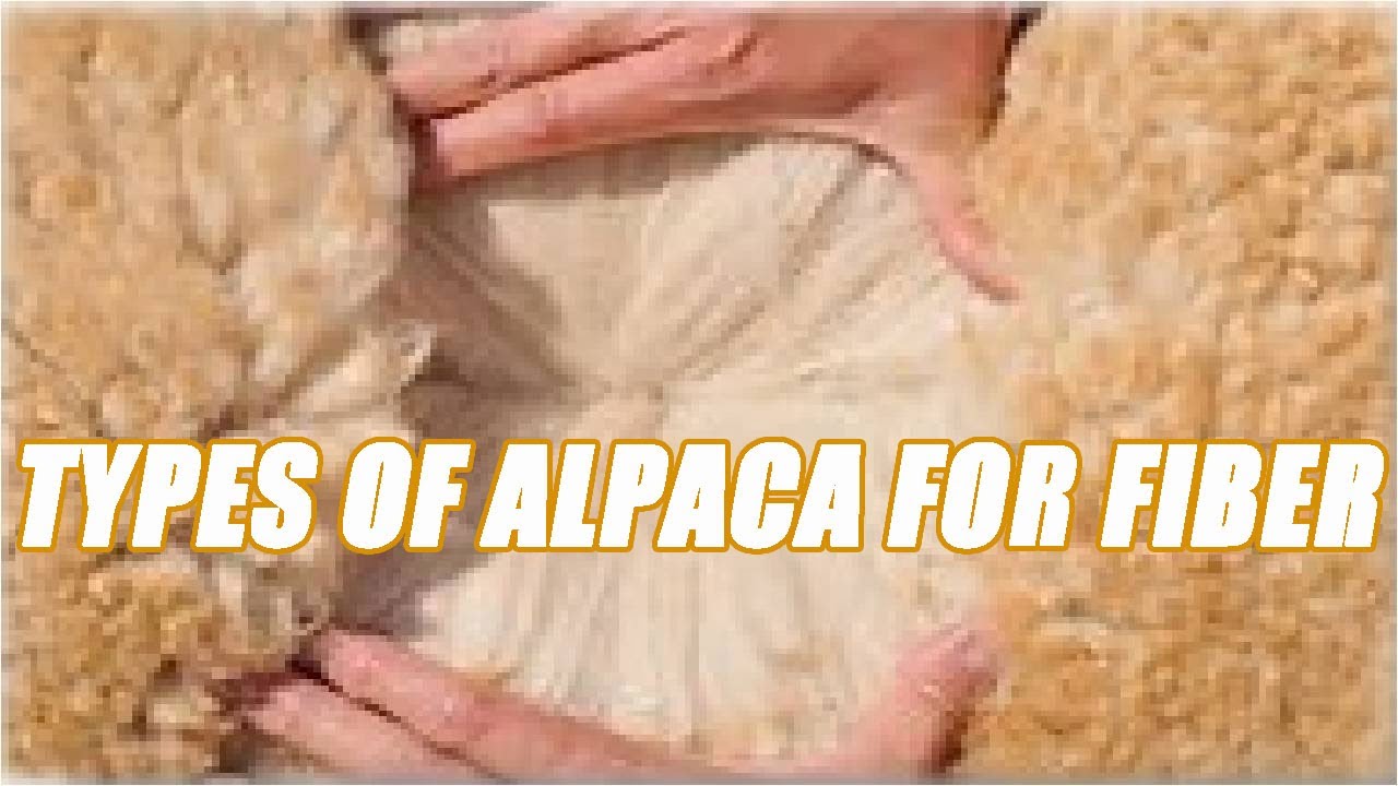 The Types Of Alpacas To Raise For Quality Fiber - YouTube