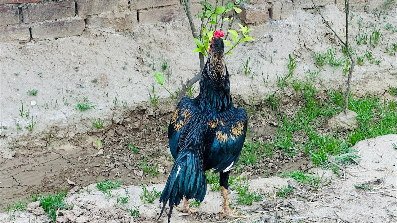 Start a business with a free-range chicken farming model - poultry ...
