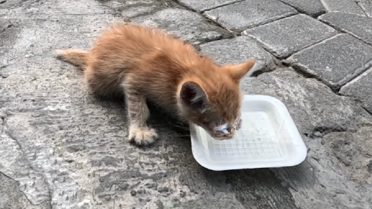 Rescuing a Helpless Kitten from the Cold Streets - Whole Story - YouTube