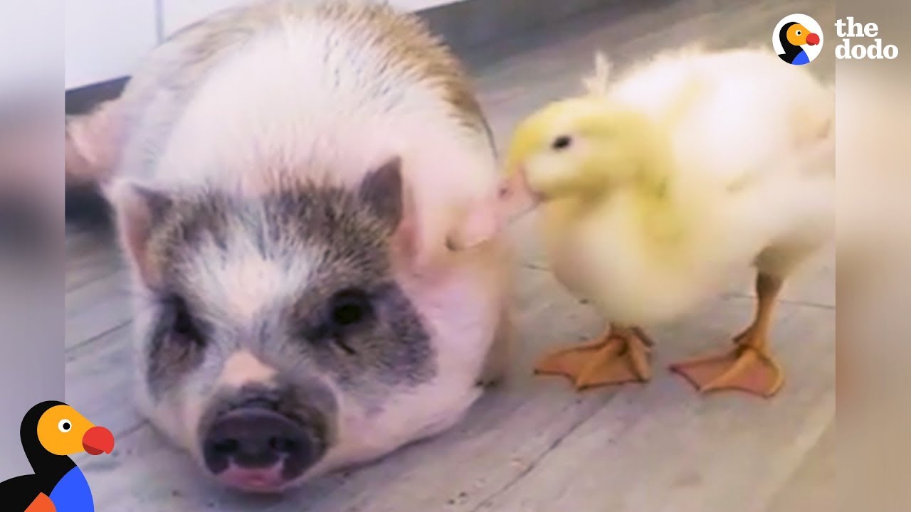 Rambunctious Rescue Pig Adopts Duckling | The Dodo Odd Couples - YouTube