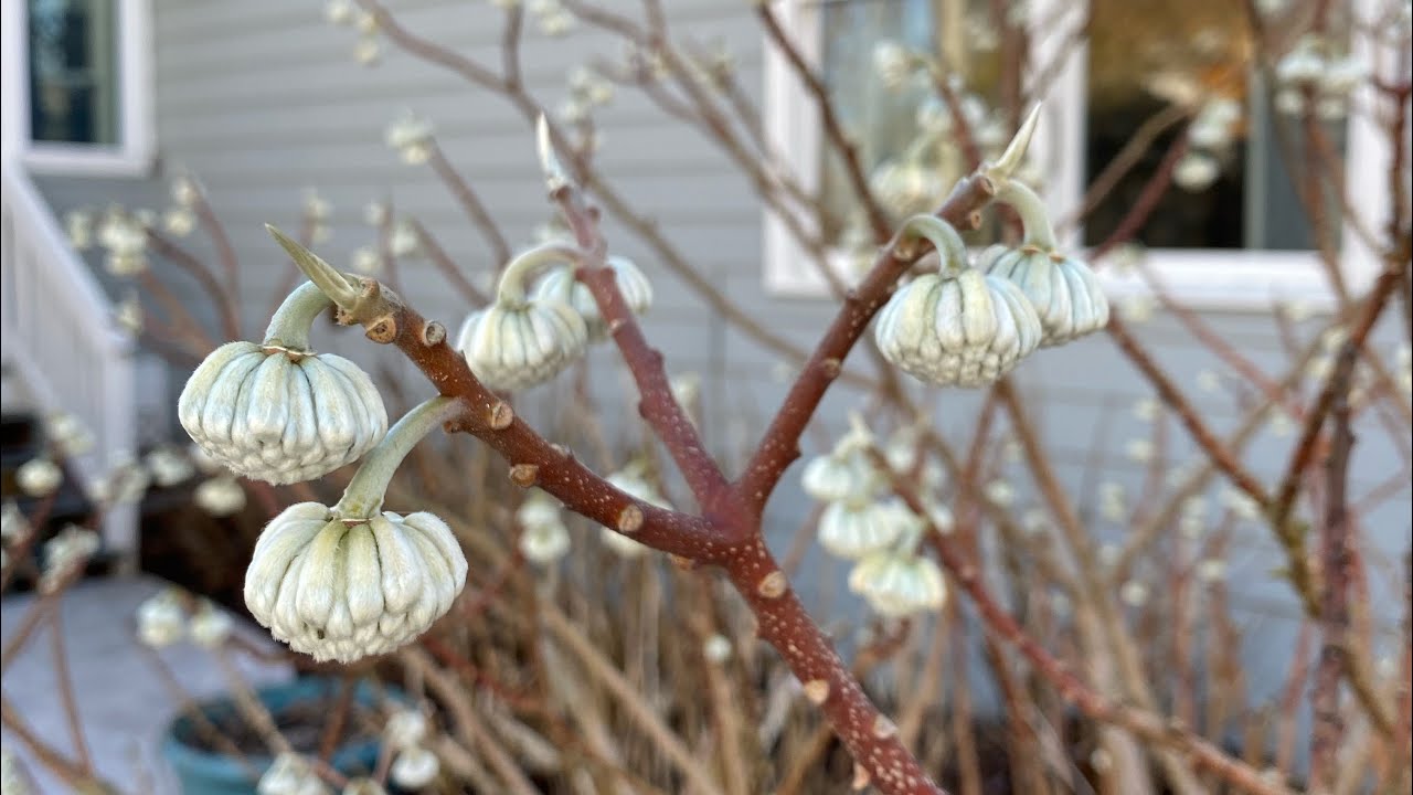 January Garden Tour 🌬️ - YouTube