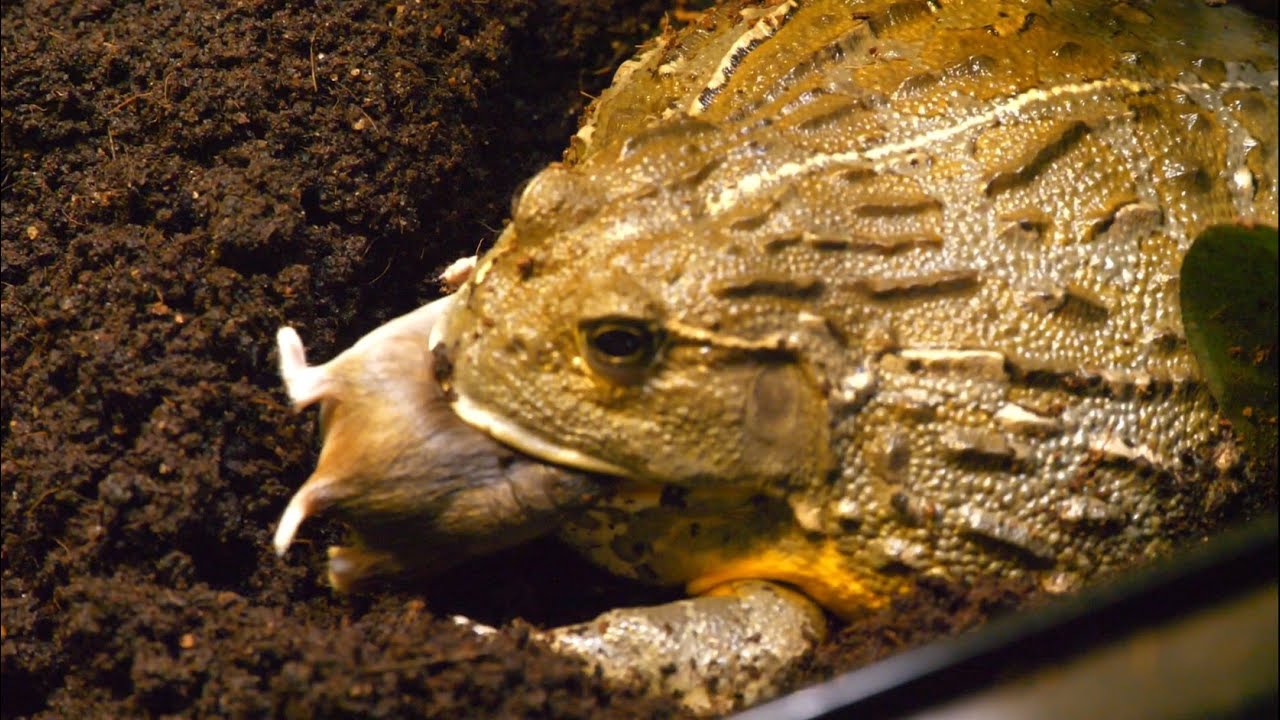GIANT PIXIE FROG CRUSHES HAMSTER! (AFRICAN BULLFROG FEEDING) - YouTube