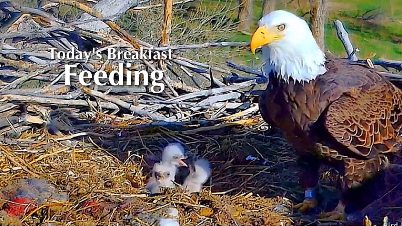 #107🦅🐥7°🐥7°🐥4°🥚Fort St.Vrain Eagle Nest 2024-2025／Xcel Energy Fort St. Vrain Eagle Cam - YouTube