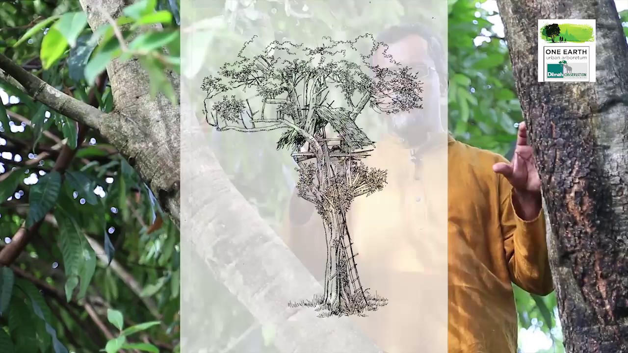 Our Agricultural Heritage - A Revival by Dilmah Conservation: Chena ...
